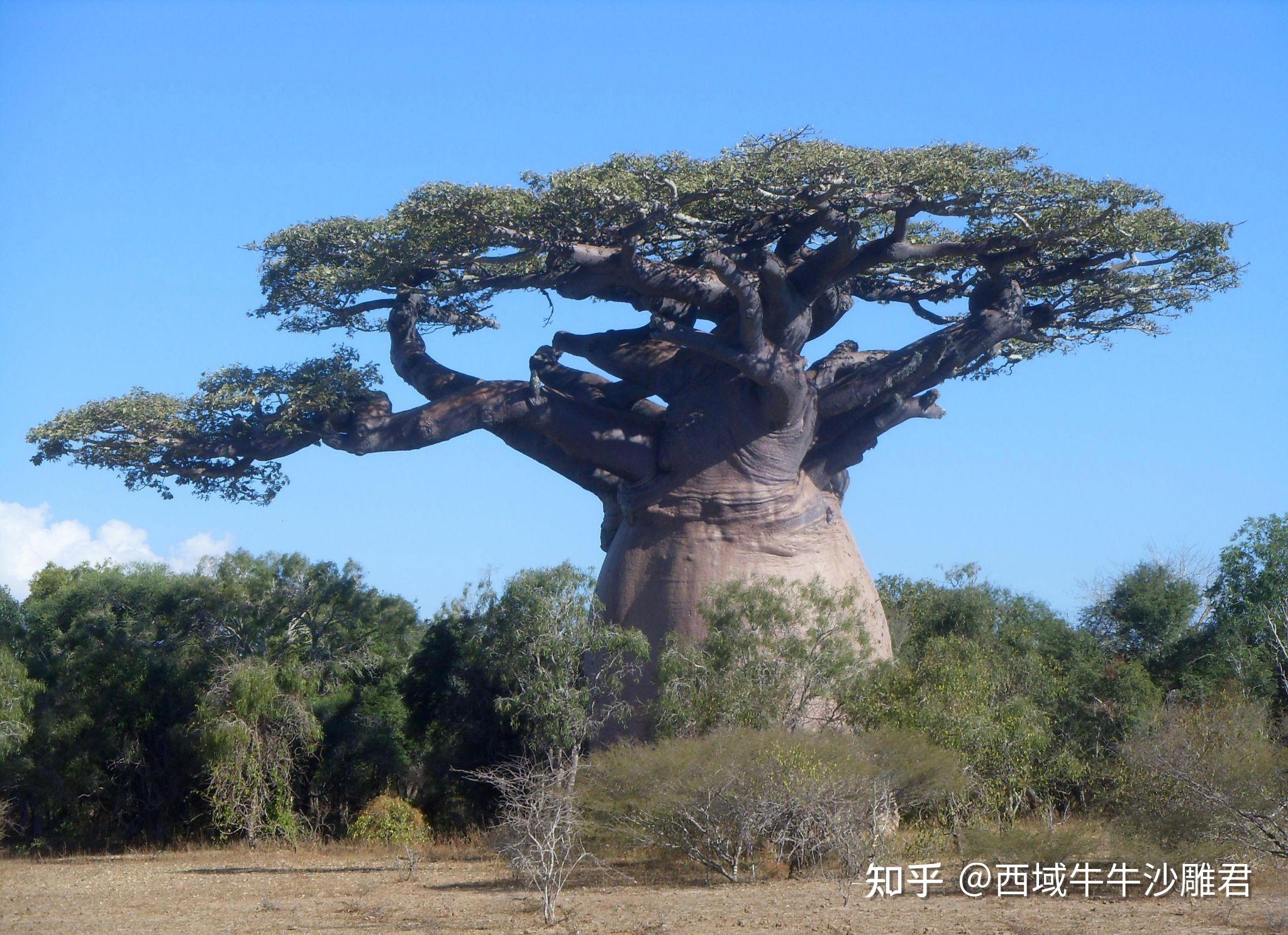 “生命之树”：探秘猴面包树的神奇世界 - 知乎
