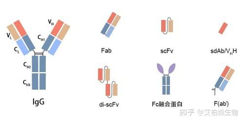 艾柏森生物---scFV/Fab构建 - 知乎