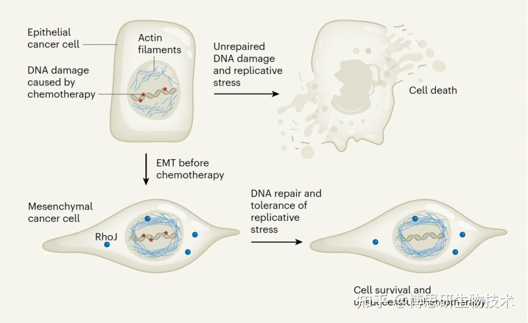 Nature | 肿瘤耐药性的新调控因子RHOJ - 知乎