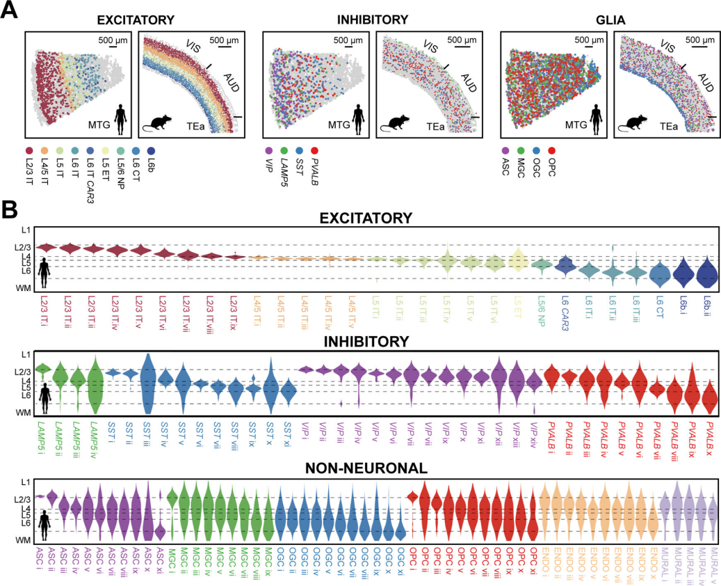 Science | MERFISH揭示人和小鼠大脑皮层细胞的保守性和差异性 - 知乎