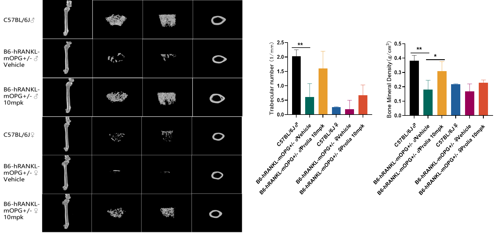 骨质疏松动物模型选择 - 知乎