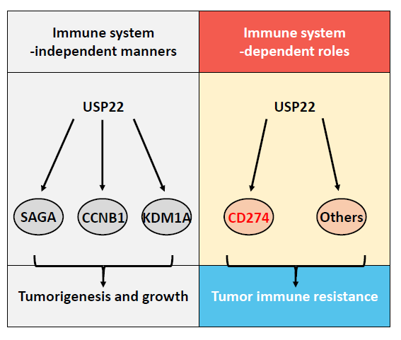 USP22去泛素化CD274以抑制抗癌免疫 - 知乎