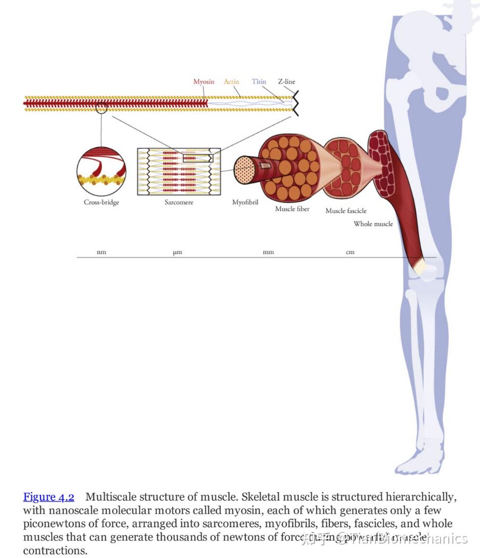 生物力学书籍-《Biomechanics of Movement》-Muscle Biology and Force - 知乎