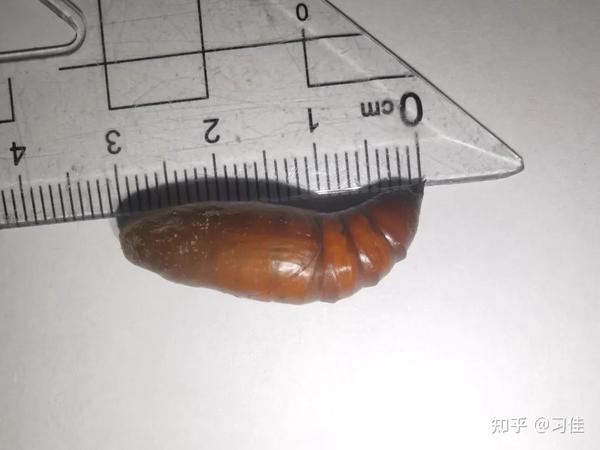 不是蜂鸟，是咖啡透翅天蛾Cephonodes hylas Linnaeus, 1771 - 知乎