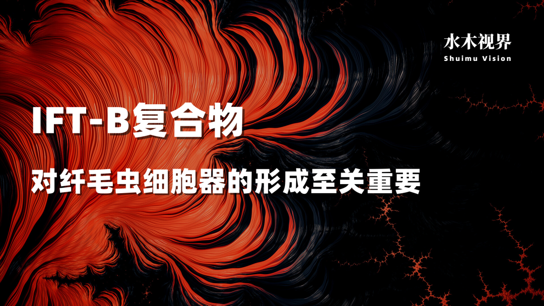 IFT-B复合物对纤毛虫细胞器的形成至关重要 | 水木视界iss.39 - 知乎
