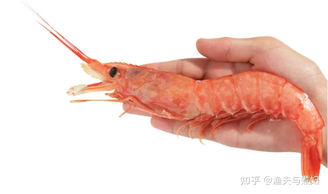 阿根廷红虾 天生就“红” 知乎