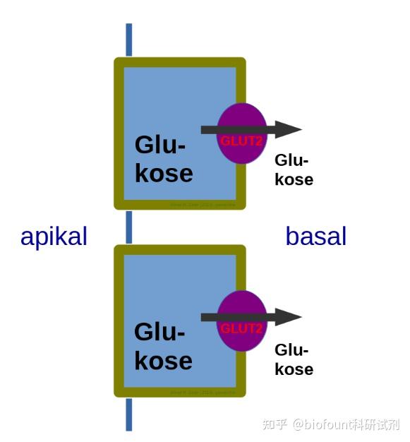 GLUT2 和 GLUT4 有什么区别 - 知乎