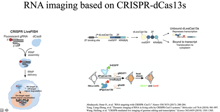 基于CRISPR-Cas13系统的活细胞RNA成像工具 - 知乎