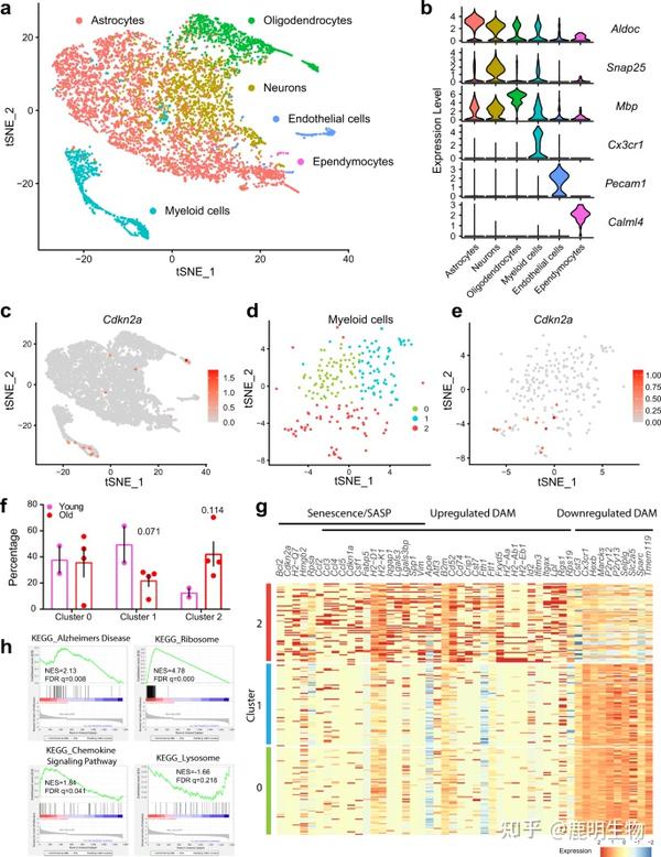 单细胞重磅研究！p16基因清除大脑衰老细胞焕发免疫活性 - 知乎