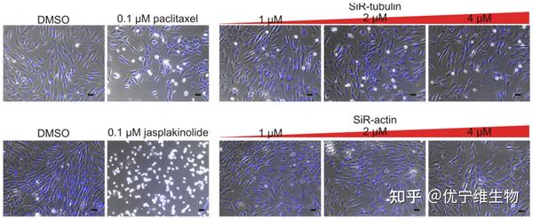 7大亚细胞结构染料怎么选？一文教会你 - 知乎