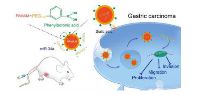 水溶性/PH敏感性/PAMAM-PEG-PBA/聚酰胺-聚乙二醇修饰苯硼酸功能化树枝高分子聚合物 - 知乎