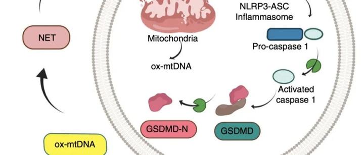 Nature最新大子刊丨脓毒症-血小板-GSDMD-NETs - 知乎