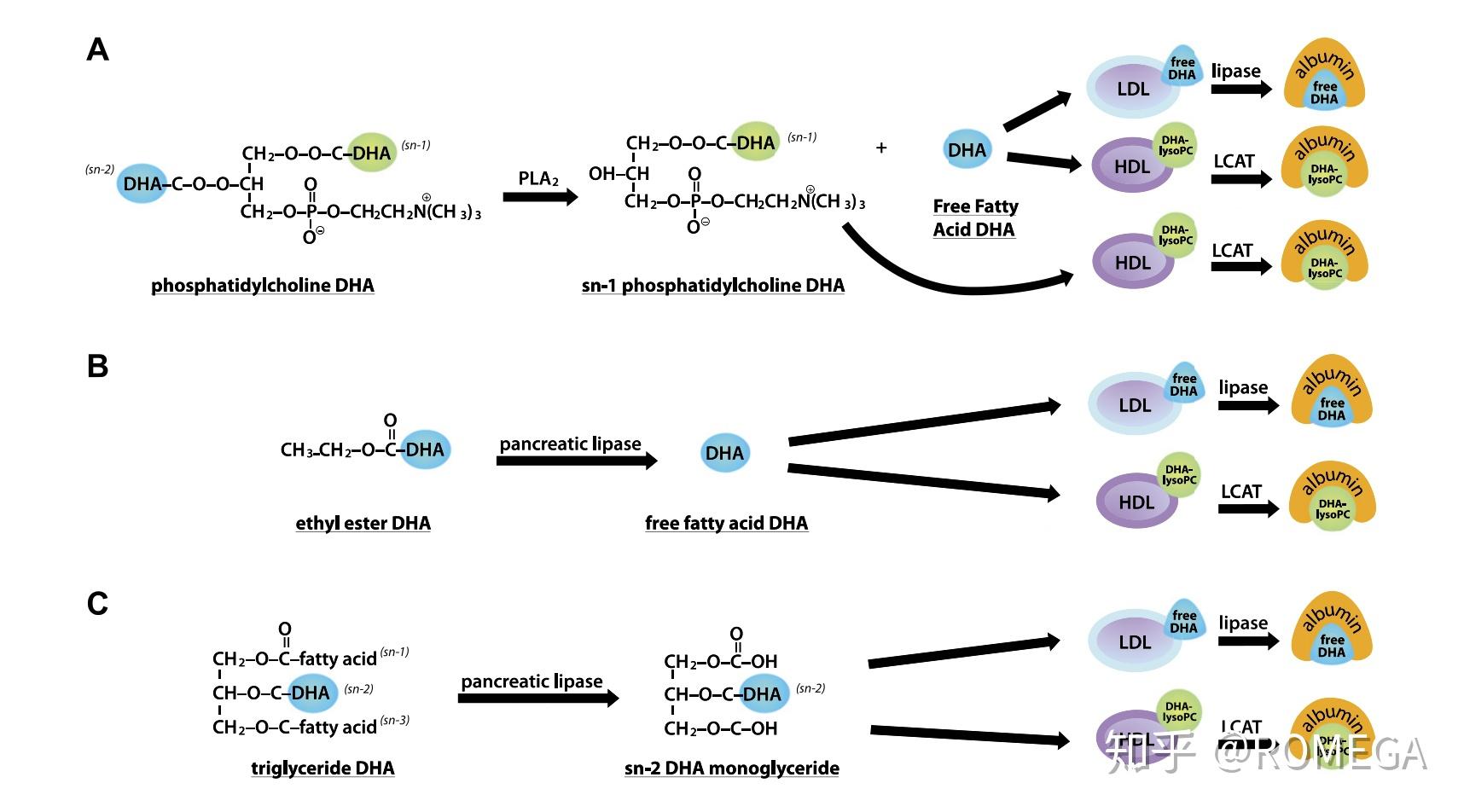 什么是「DHA」，主要有什么功能和作用？ - 知乎