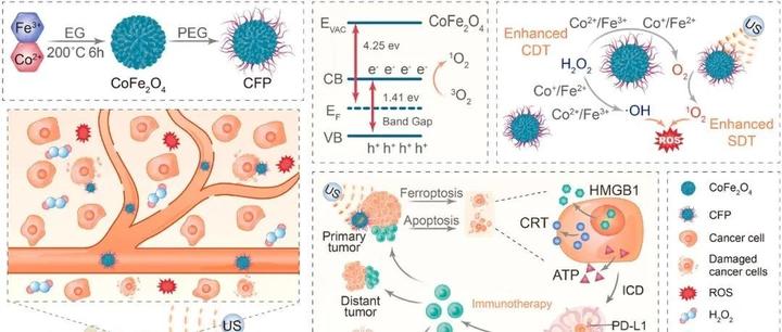 【ACS Nano】文献精读： 催化活性的CoFe2O4纳米花用于增强声动力学和化学动力学联合治疗，并引发强大的免疫反应 - 知乎