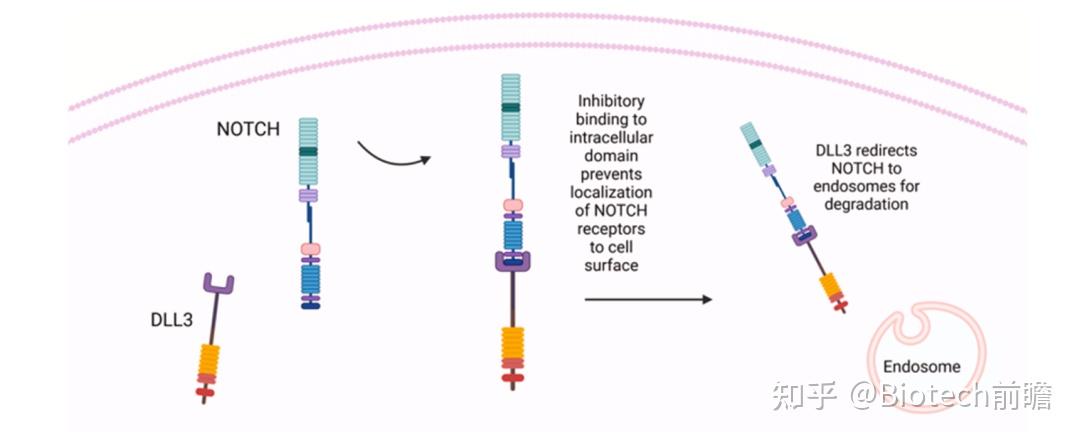 DLL3丨恒瑞、信达ADC先后BD，安进双抗获批，角逐新靶点 - 知乎
