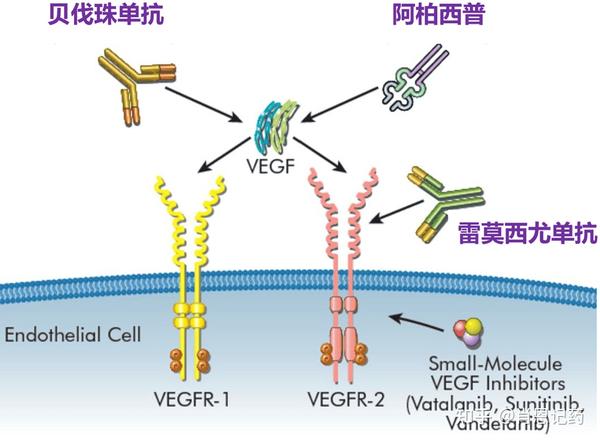 记住所有FDA生物药 | 抗肿瘤VEGFR | 贝伐珠单抗、雷莫西尤单抗、阿柏西普等 | 实体肿瘤 - 知乎