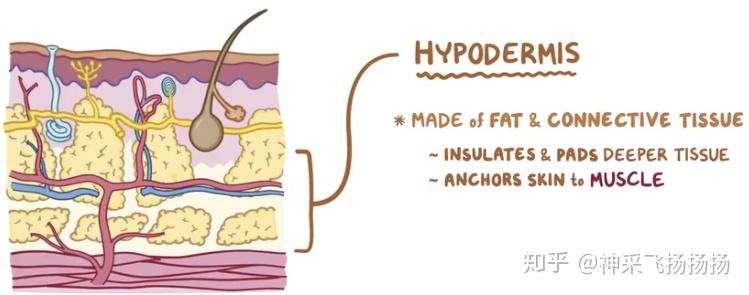 医学科普之烧伤Burns - 知乎