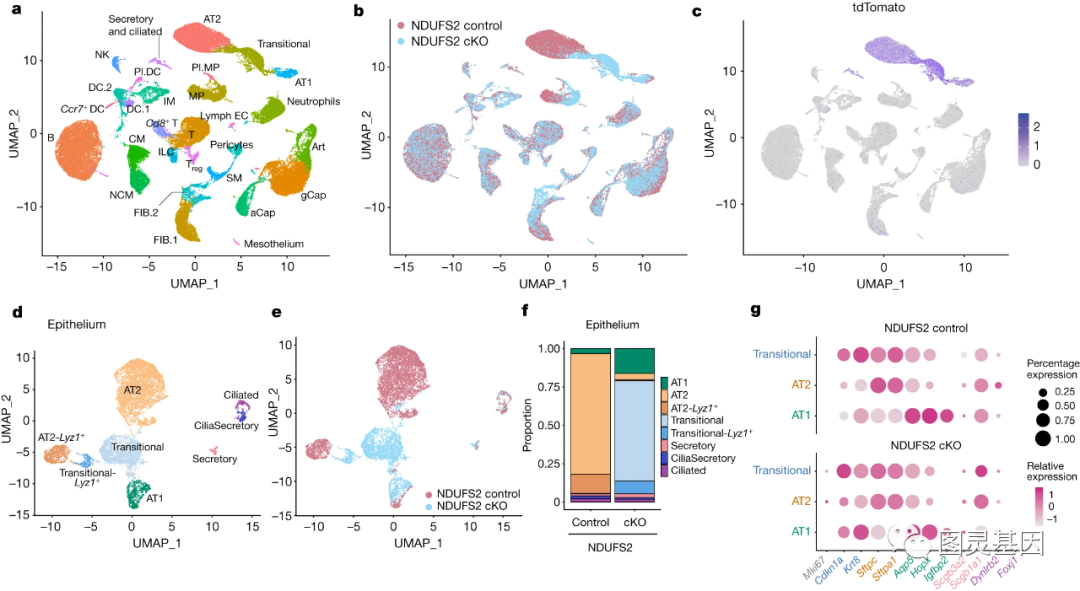Nature | 线粒体控制肺上皮细胞命运，代谢组学结合单细胞测序揭示 - 知乎
