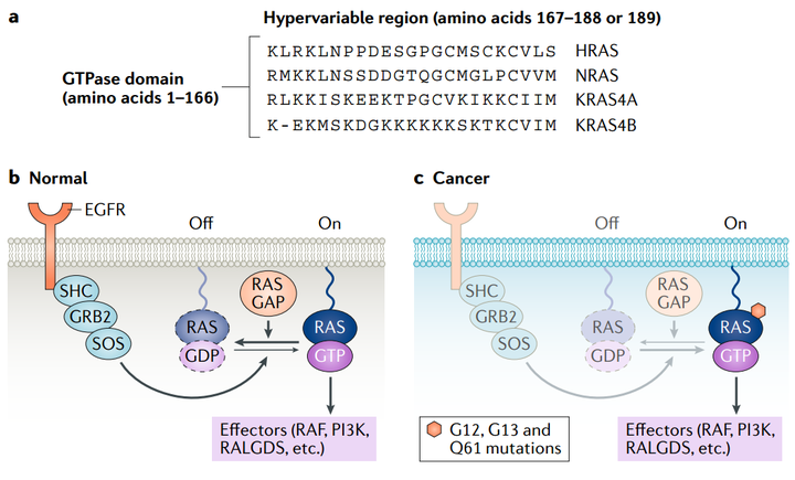 癌症中RAS的突变——RAS亚型、突变位点以及突变类型 - 知乎