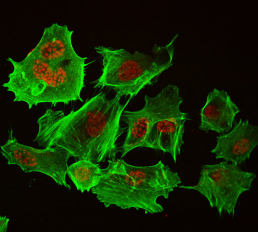 NH2-PEG2K-CY3 CY3荧光标记PEG氨基 - 知乎