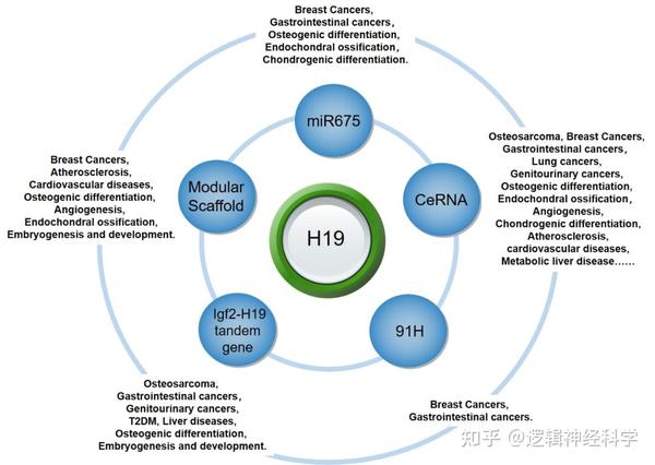 Genes Dis 综述︱重庆医科大学附院黄伟团队评述长链非编码RNA H19在肿瘤、干细胞分化和代谢性疾病中的调控作用 - 知乎