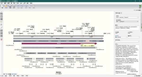 SnapGene Viewer软件序列可视化操作 - 知乎