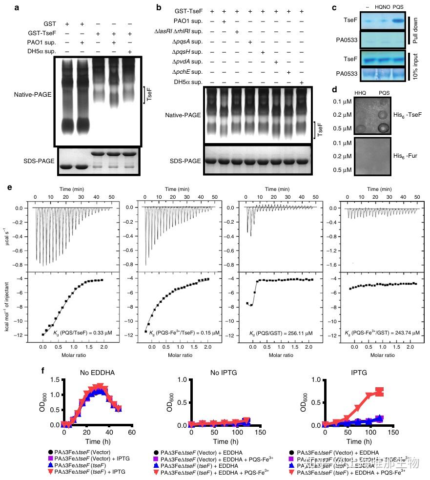 文献速览 | 铜绿假单胞菌铁获取新机制T6SS效应蛋白研究 - 知乎