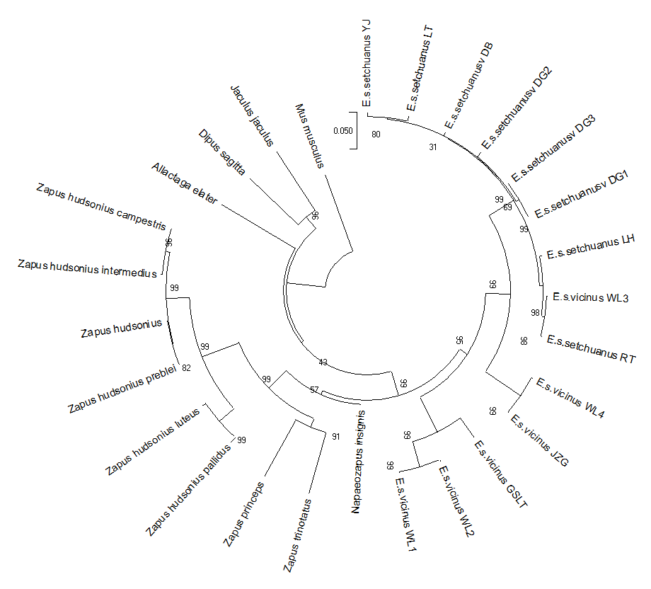 一文学会进化树构建 —— 基于MEGA软件 - 知乎