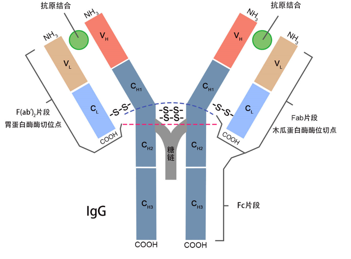 抗体分子的结构 - 知乎