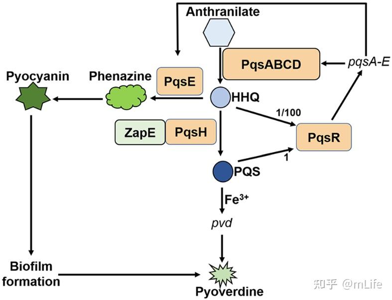 mLife | 铜绿假单胞菌细胞分裂因子ZapE通过pqs群体感应调控生物被膜的形成 - 知乎