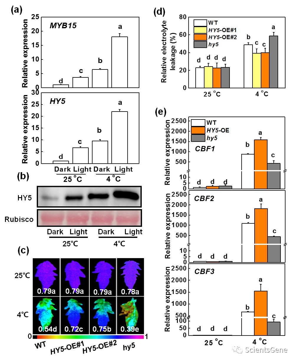 【Plant Cell Environ】HY5和MYB15转录因子通过CBF途径正调控番茄的耐寒性 - 知乎