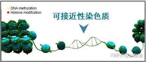 单细胞ATAC-seq技术热点了解一下 | 单细胞专题 - 知乎