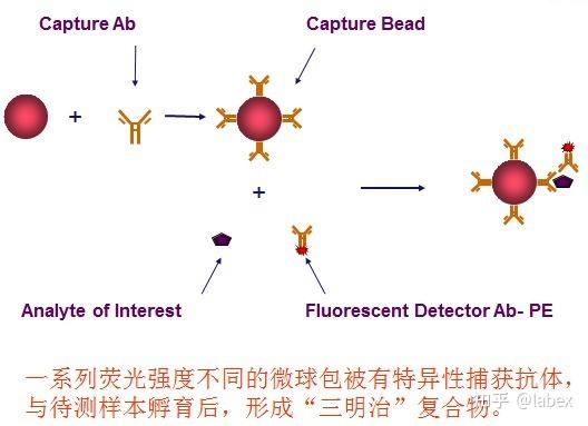 流式细胞术之CBA流式细胞检测服务 - 知乎