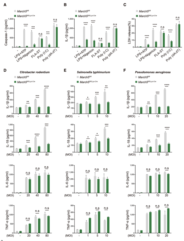 EMBO丨线粒体 NLRP3-NEK7 复合物形成和 NLRP3 炎性体激活需要 MARCH5 依赖性 NLRP3 泛素化 - 知乎