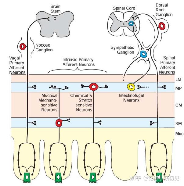 肠神经元按功能分类：内在初级传入神经元 - 知乎