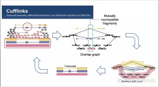 RNA测序数据回贴与组装 （RNA-Seq Mapping& Assembling） - 知乎