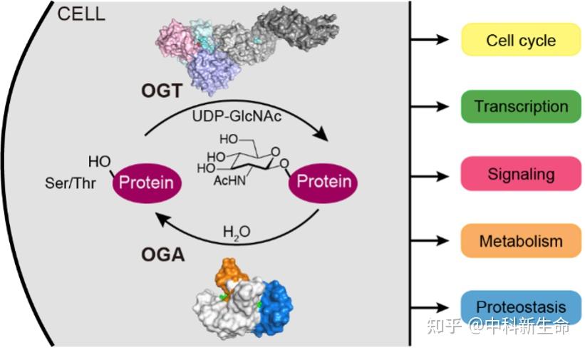 赶紧收藏丨5篇高分文章带你了解O-GlcNAc糖基化研究 - 知乎