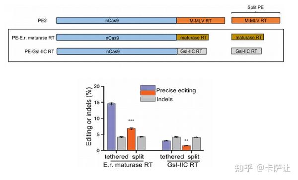 分离式的prime editor系统的灵活性极大增强，包装尺寸更小！ - 知乎