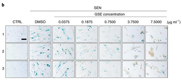 文献精读IF＞19{天然产物单体+衰老}：药效筛选（A） - 知乎