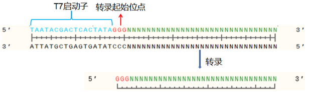 T7 High Yield RNA Transcription Kit - 知乎