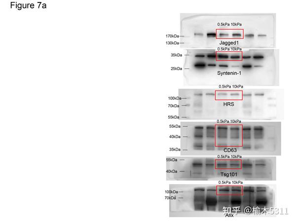 Western blot，真的要求整膜带marker吗？ - 知乎