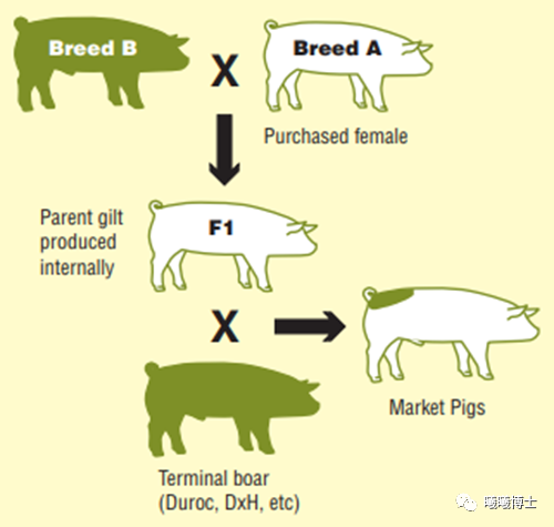 与拥有半世纪育种经验的专家对话：基因编辑能否改变养猪业的未来？ - 知乎