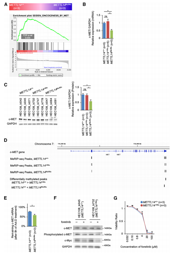 Cell Reports | 揭开METTL14在介导m6A修饰中的神秘面纱 - 知乎