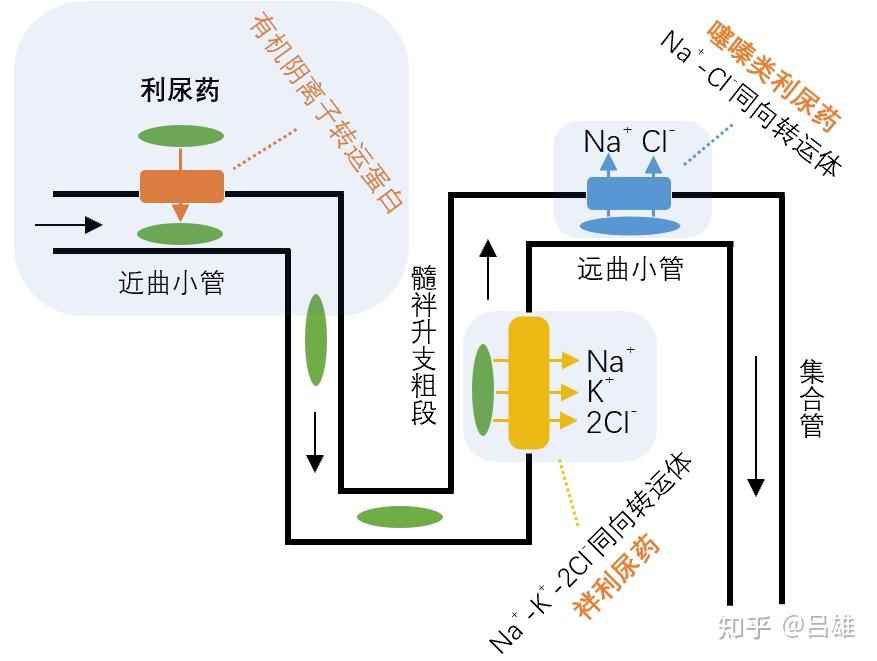 关于呋塞米（速尿），你至少应知道这5点！ - 知乎