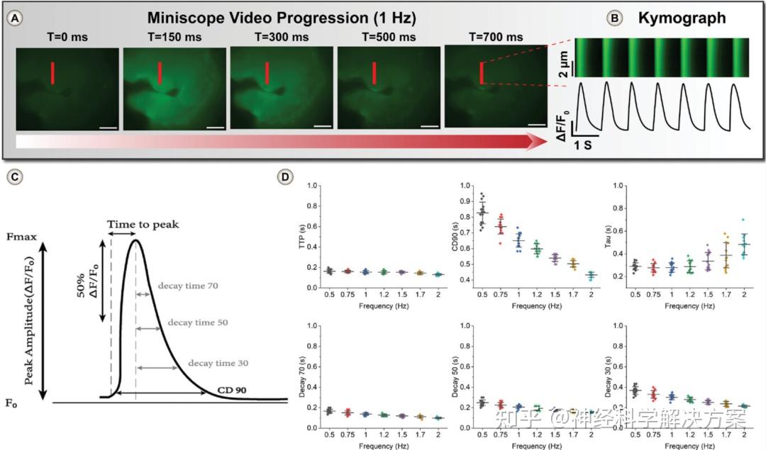 LabMaker钙成像微型显微镜上的心脏：一种用于心脏类器官电生理药物筛选的小型化解决方案 - 知乎