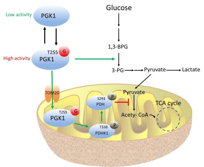 Nature子刊：浙大易文组揭示肿瘤生长新机制：代谢酶PGK1糖基化修饰促癌 - 知乎
