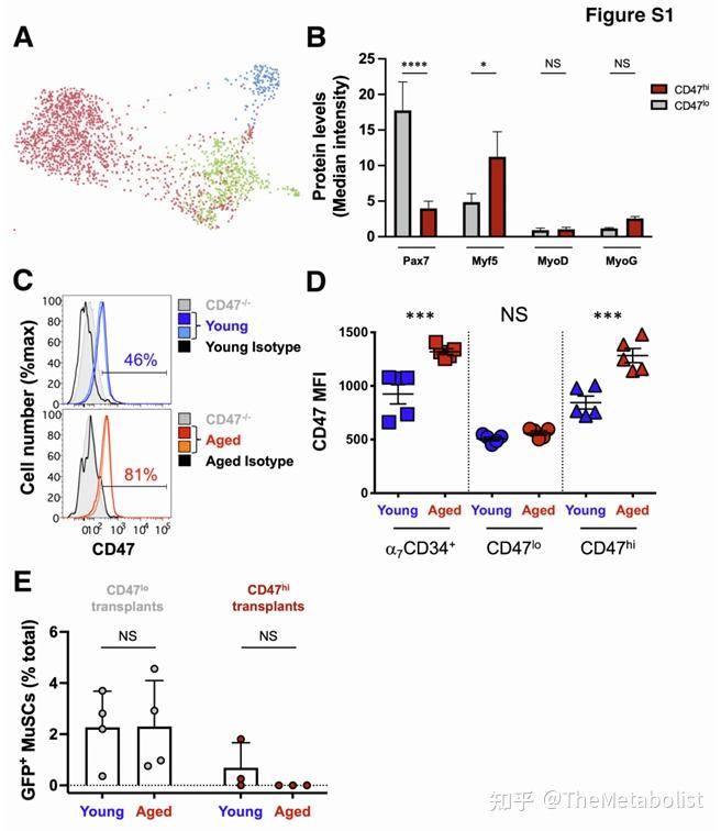 代谢学人——Cell Stem Cell：靶向CD47拨回肌肉衰老的时钟 - 知乎