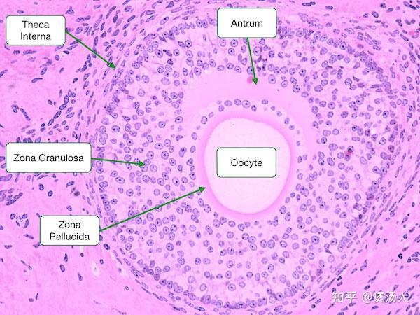 组织胚胎学总结：卵巢 - 知乎