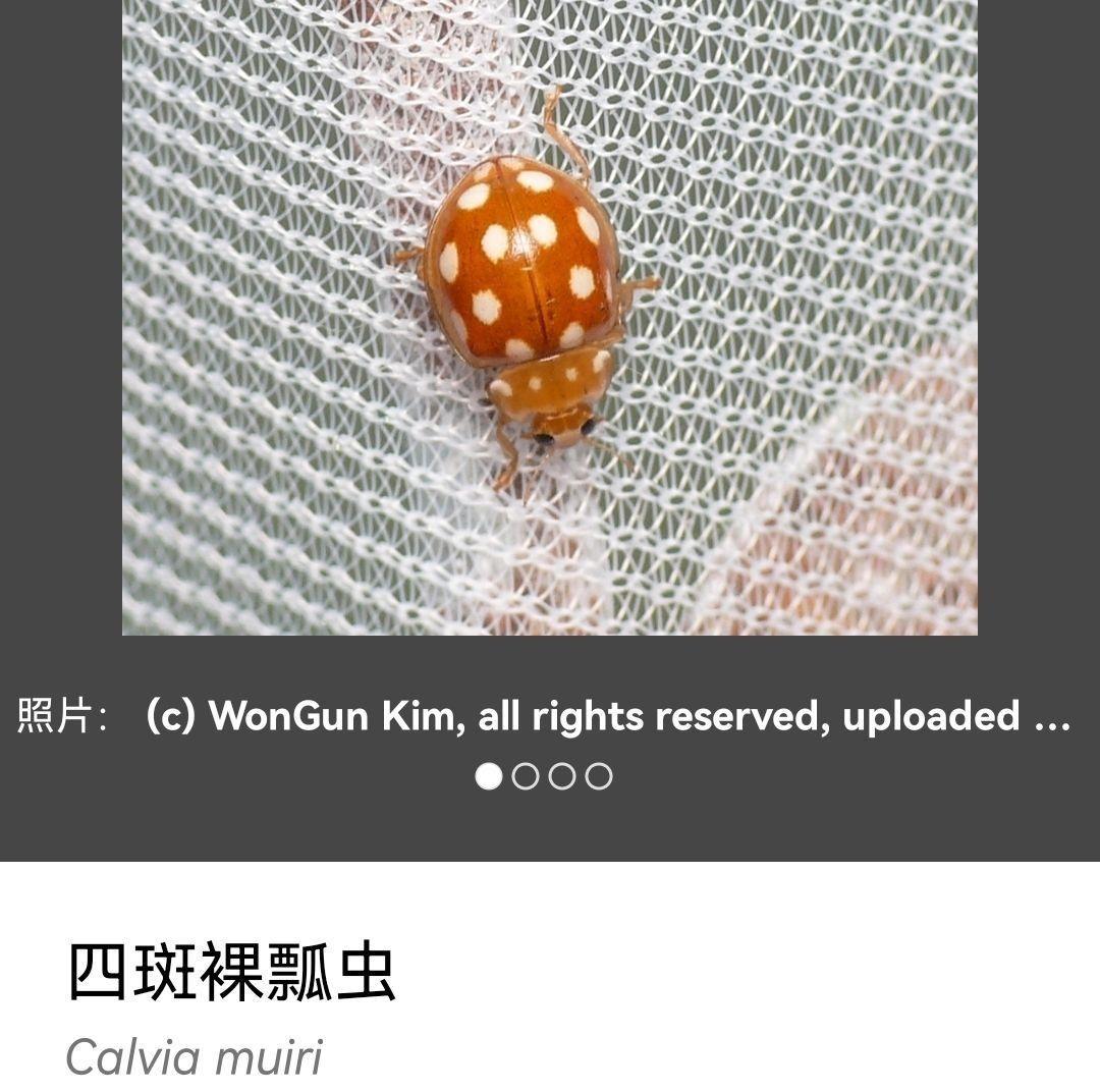 请问这个瓢虫是食植性的，还是肉食性的? - 知乎