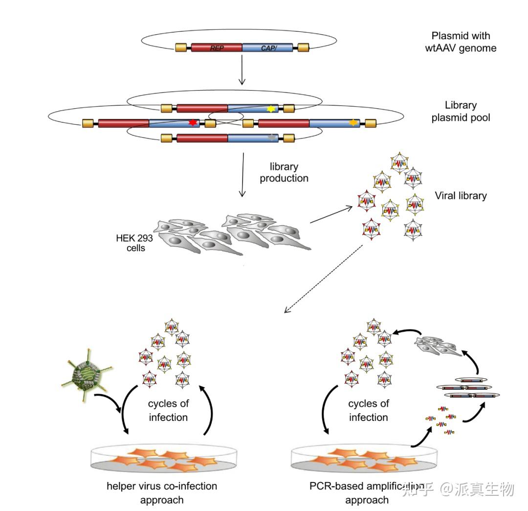 基因治疗载体AAV衣壳改造的研究进展 - 知乎